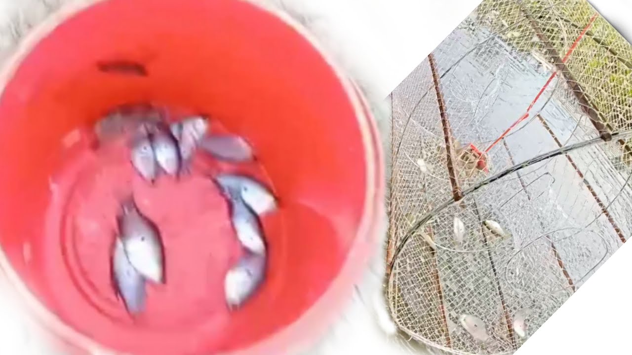 How to raise fish - YouTube