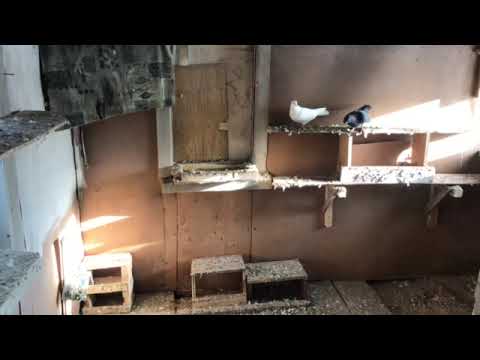 Baki quwlari Bryanski weheri
