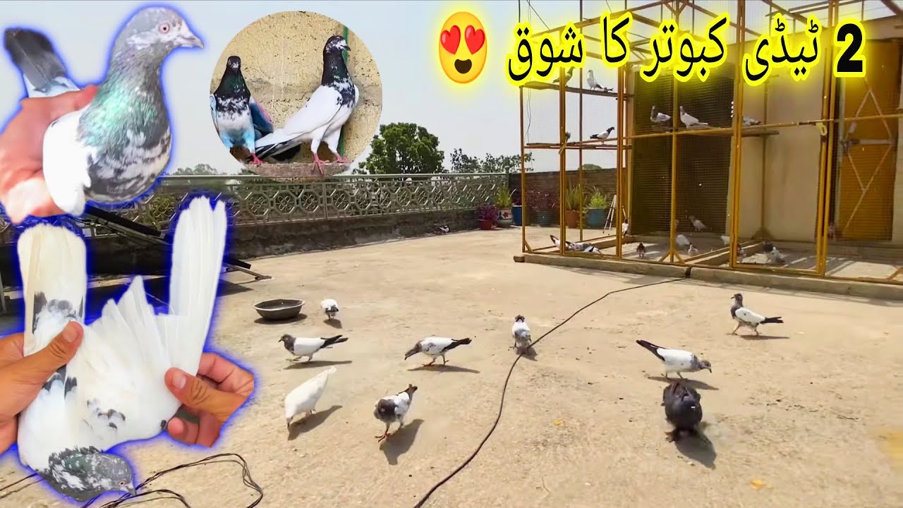 Pakri Teddy Madi Acha Ur Rhi 😍 Or 1 Kala Bacha subho Ka Rul Rha 😬 - YouTube