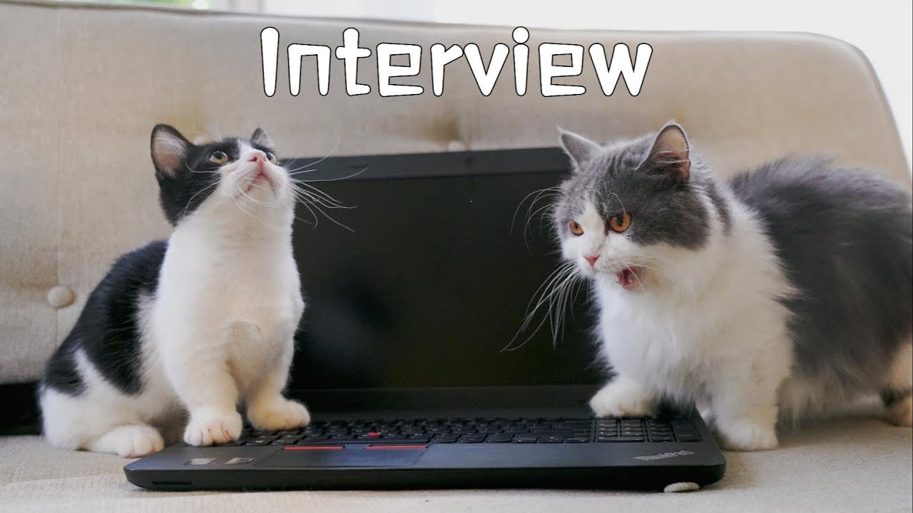 What are the cats doing when I video interview?😹| Funny Cat Reaction 😼 ...