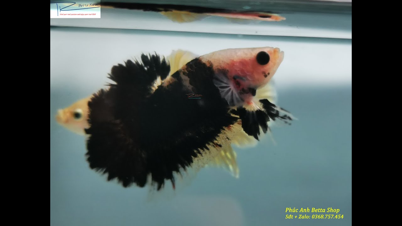 Koi Panda Betta Fish - Form Gấu Trúc - Betta Độc Lạ - Phuc Anh Betta ...