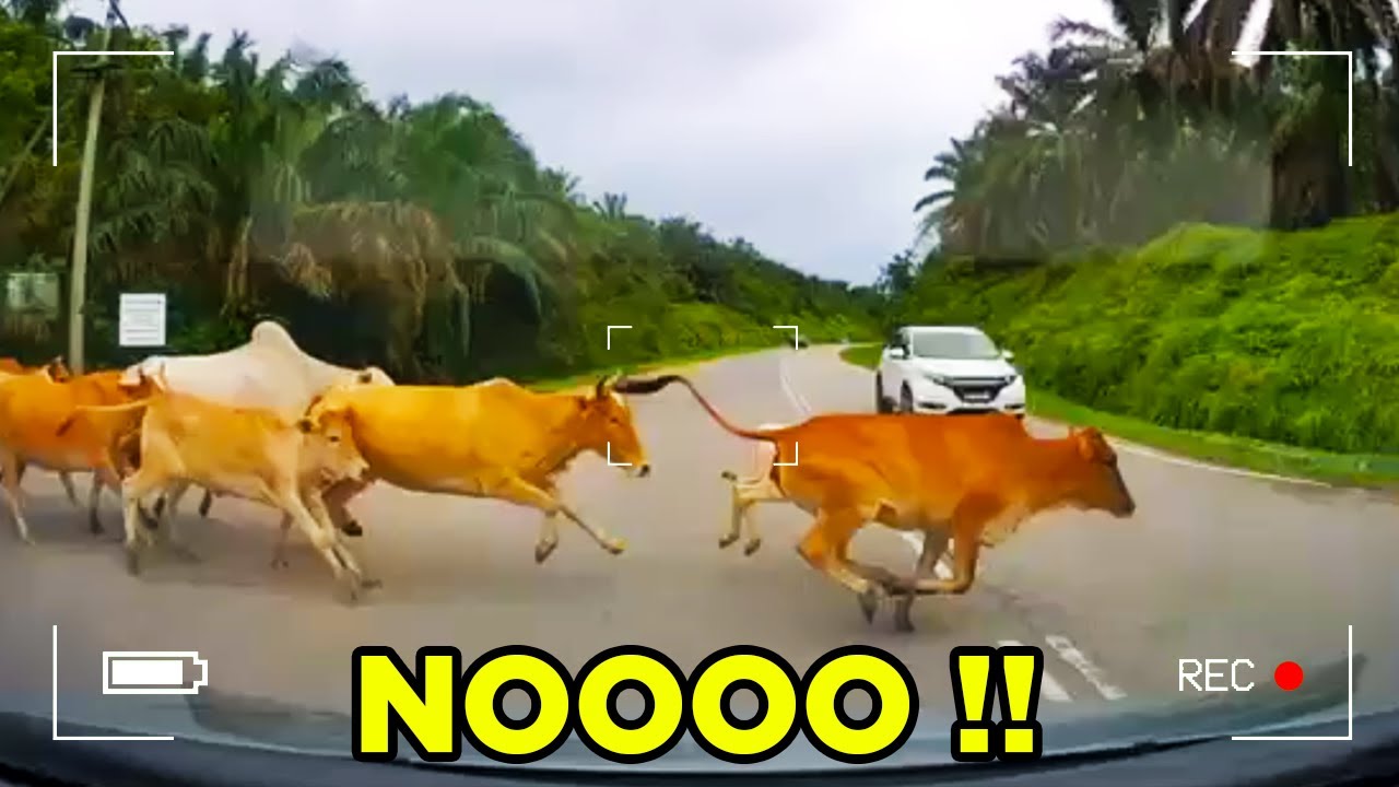 Most Terrifying Moments Caught On Dashcam Youtube