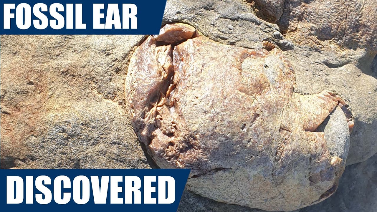 Fossil hunter finds 12 million year old fossil ear - YouTube