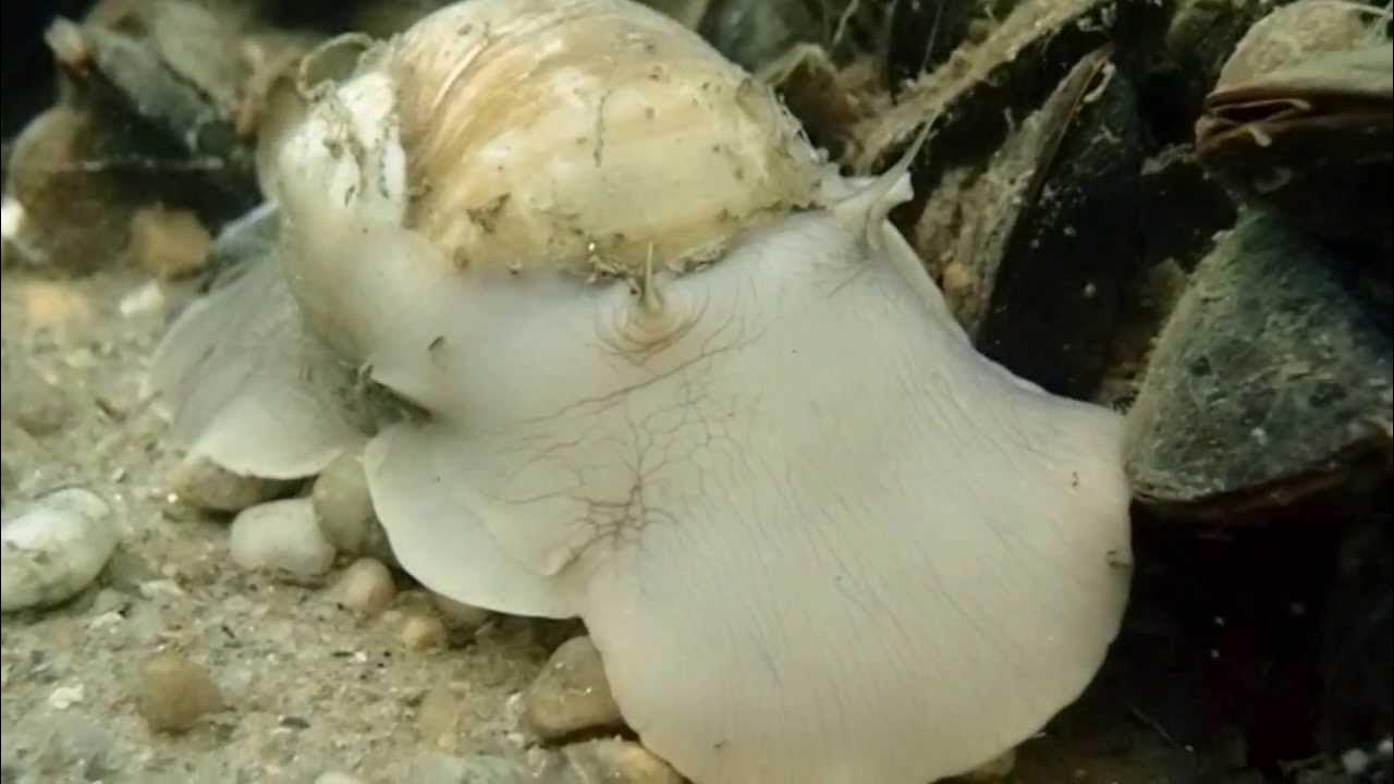 Northern moonsnail (Euspira heros) P5180427 - YouTube