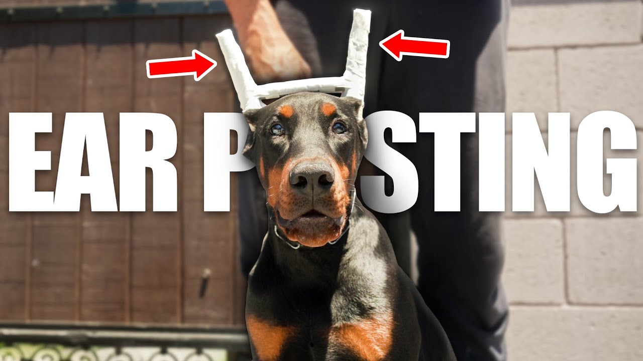 Doberman Cropped Ear Posting (How To) - YouTube