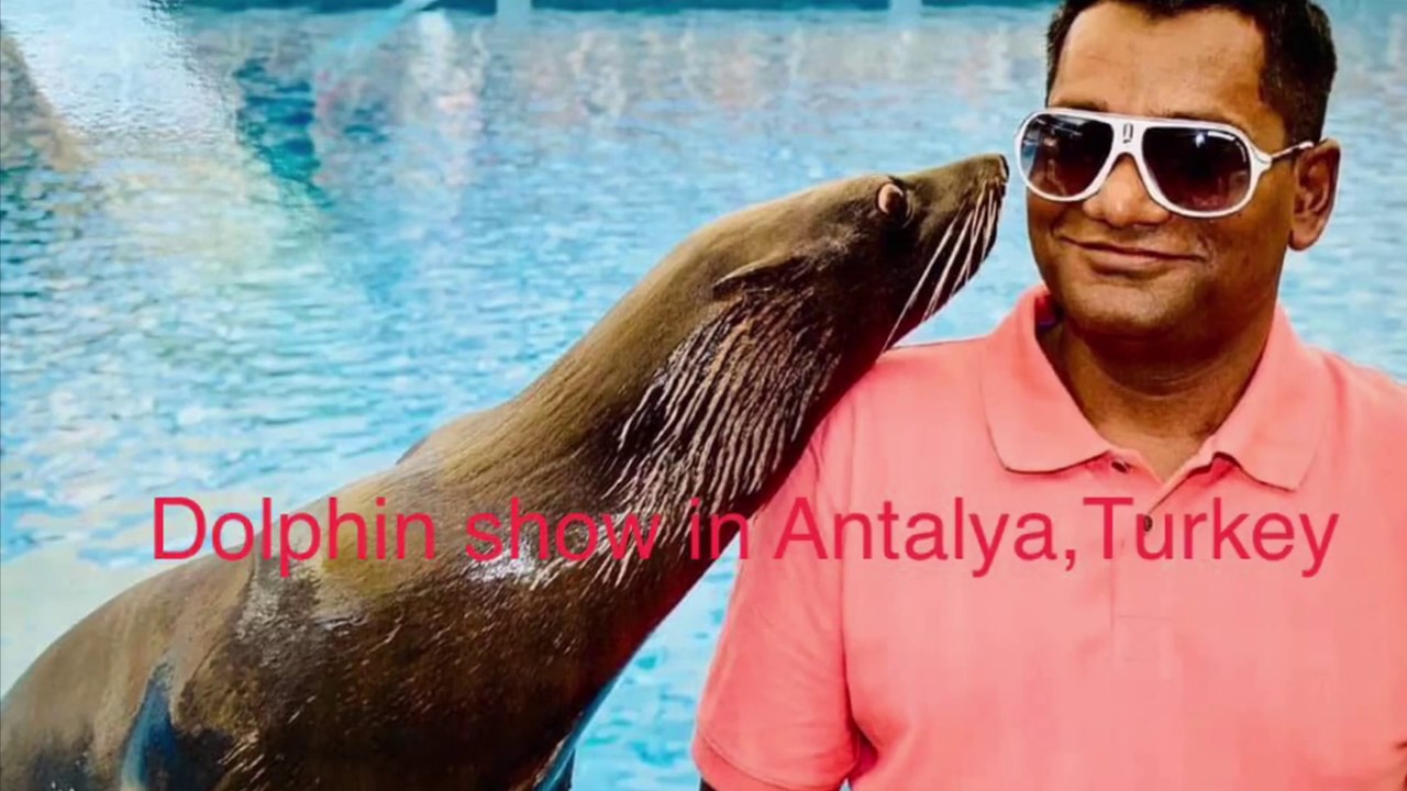 Dolphin Show in Turkey ||S I TV UK - YouTube