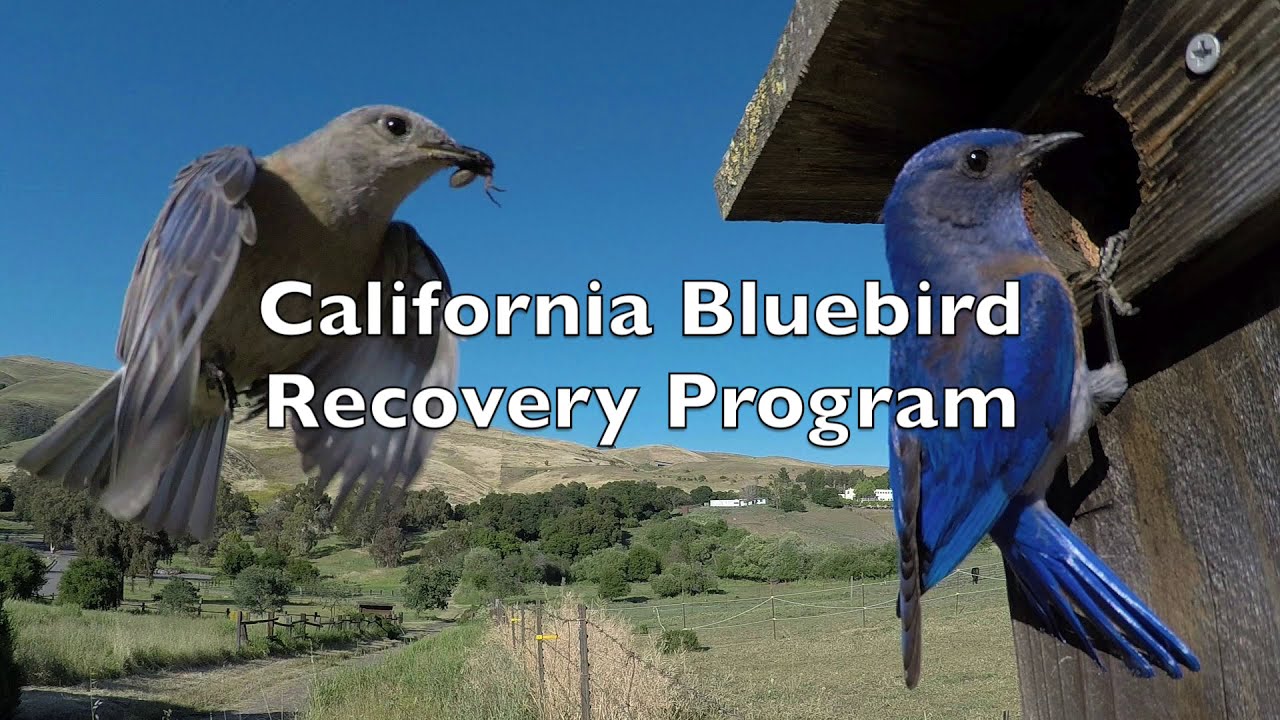 Creation of California Bluebird Recovery Program - YouTube