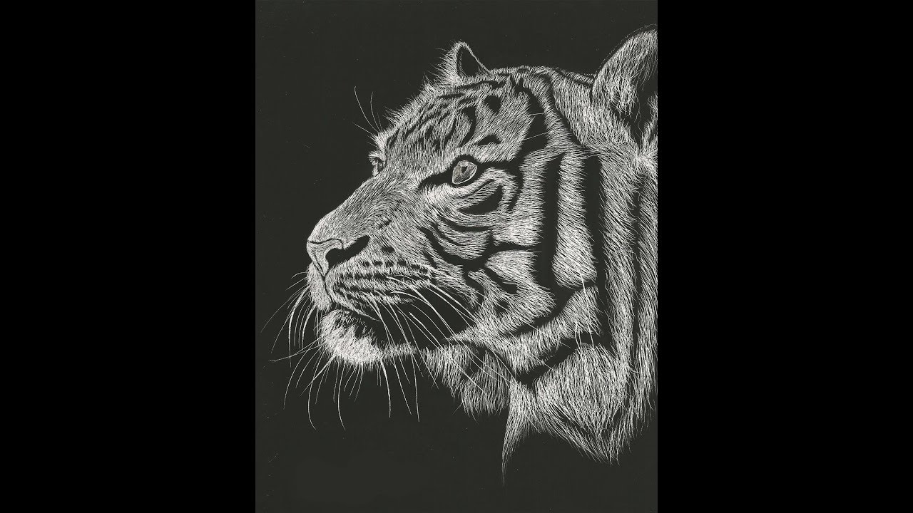 Scratchboard Tiger - YouTube