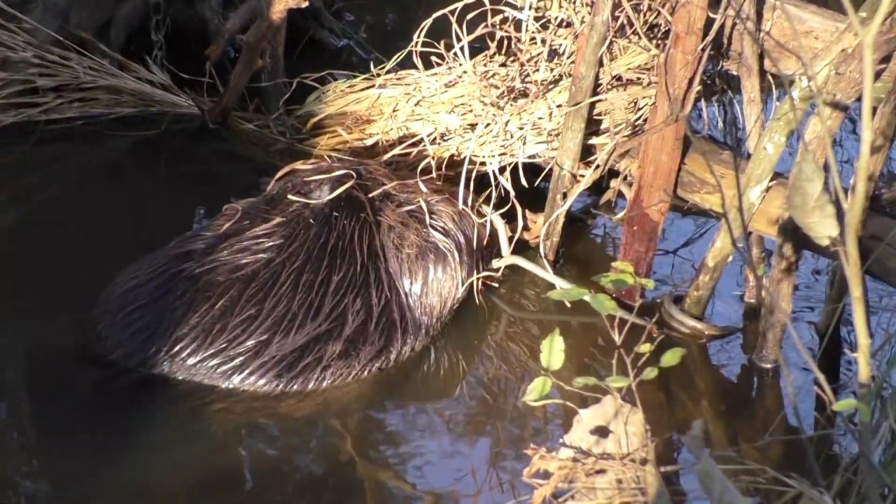 REL - First Beaver Trapping (Part 1) - YouTube