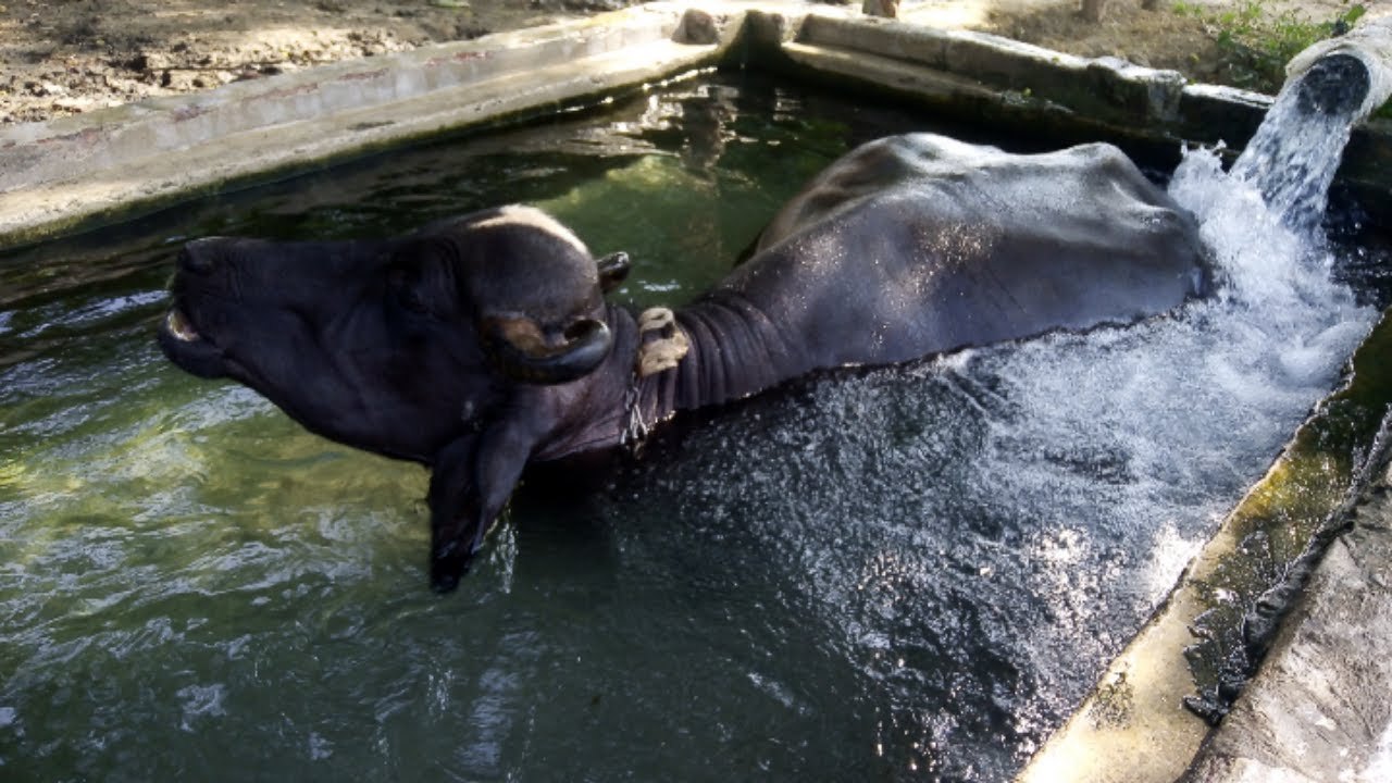 Buffalo swimming|rural pool |buffalo swimming in water|buffalo swimming ...