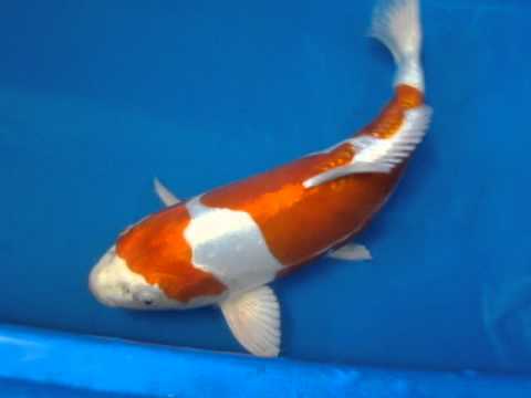22" Kikusui Koi Fish - YouTube