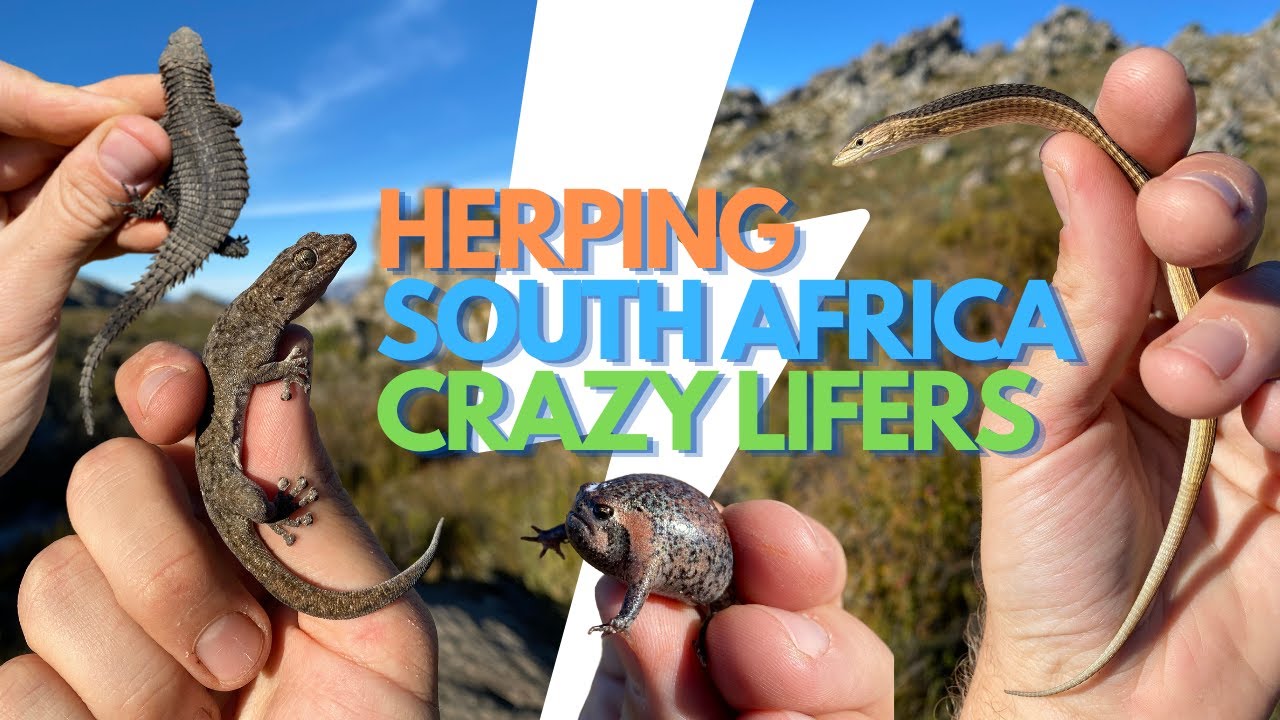 ALIEN FROGS, RAIN FROGS, LOADS OF LIZARDS AND MORE! HERPING SOUTH ...