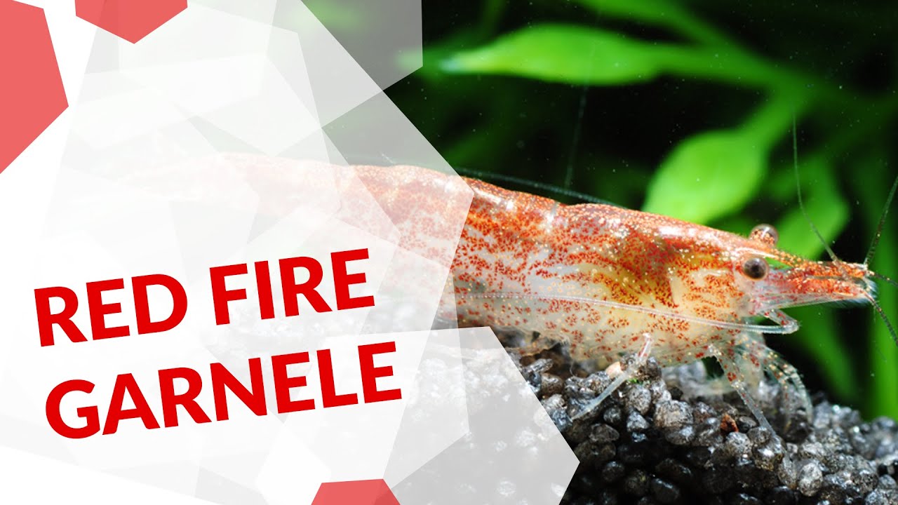 Red Fire / Red Cherry Garnele | Eine rote Zwerggarnele fürs Aquarium ...