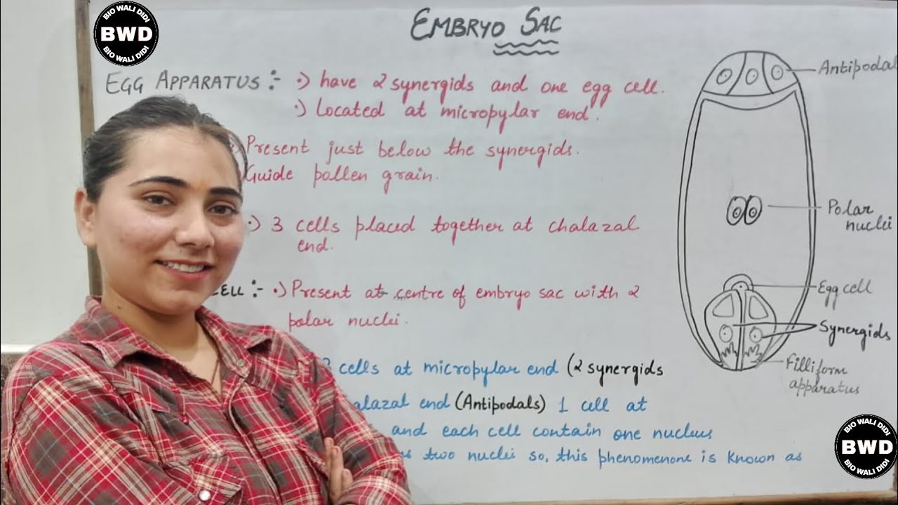 SEXUAL REPRODUCTION IN FLOWERING PLANTS CLASS12:- EMBRYO SAC - YouTube