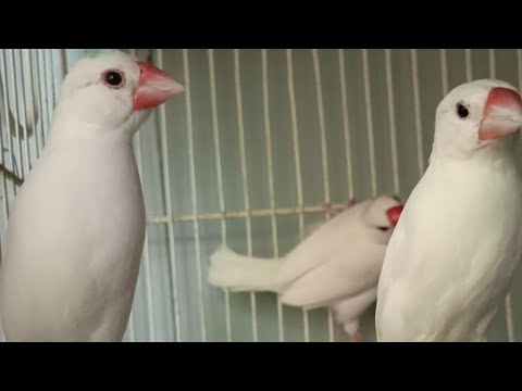 White and silver java ki colony lga li #viralvideo #birds - YouTube