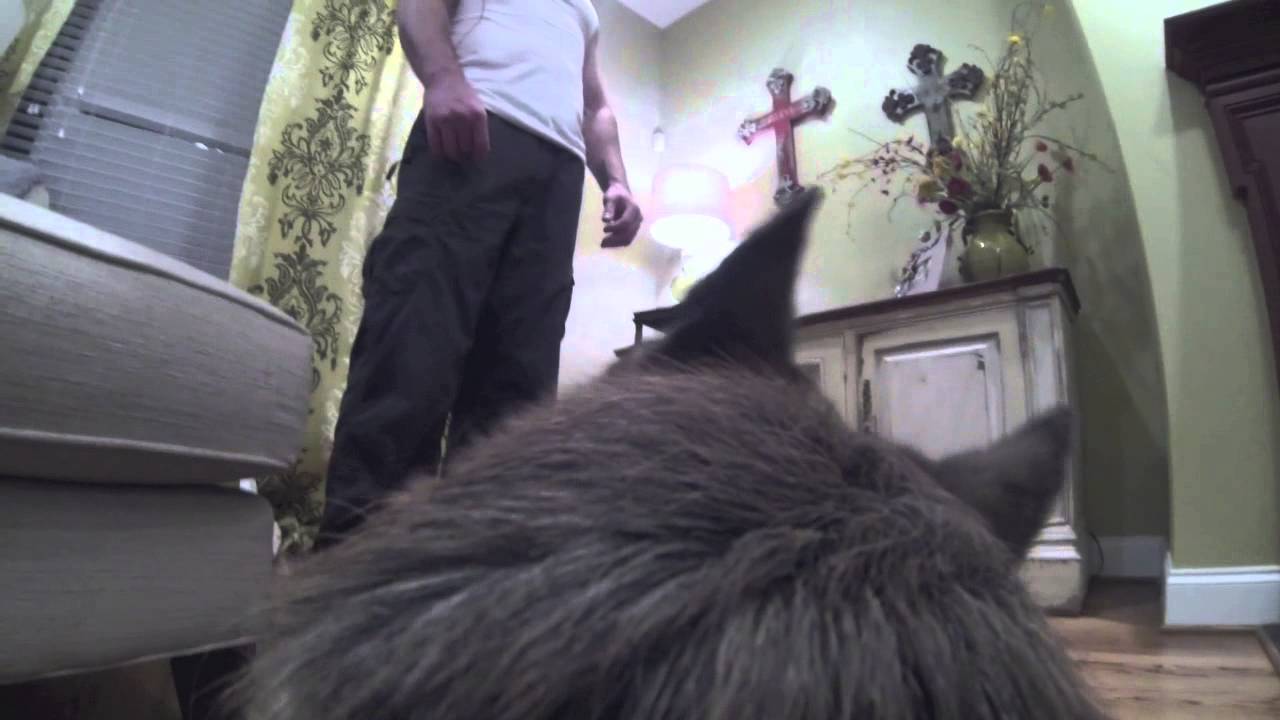 German Shepherd POV - GoPro First Test - YouTube