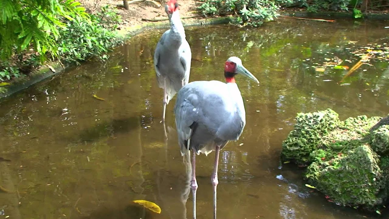 Dramatic Bird - YouTube