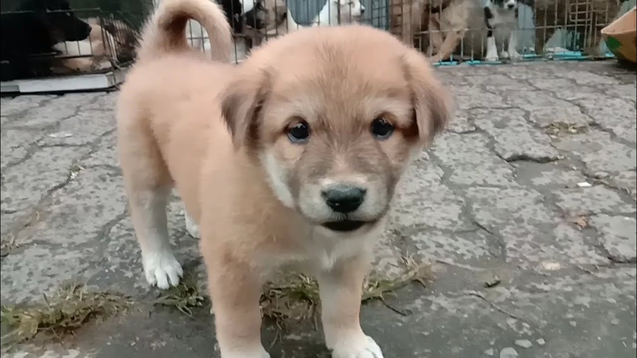 Berburu Anjing Di Pajak/Pasar Buah Berastagi - YouTube