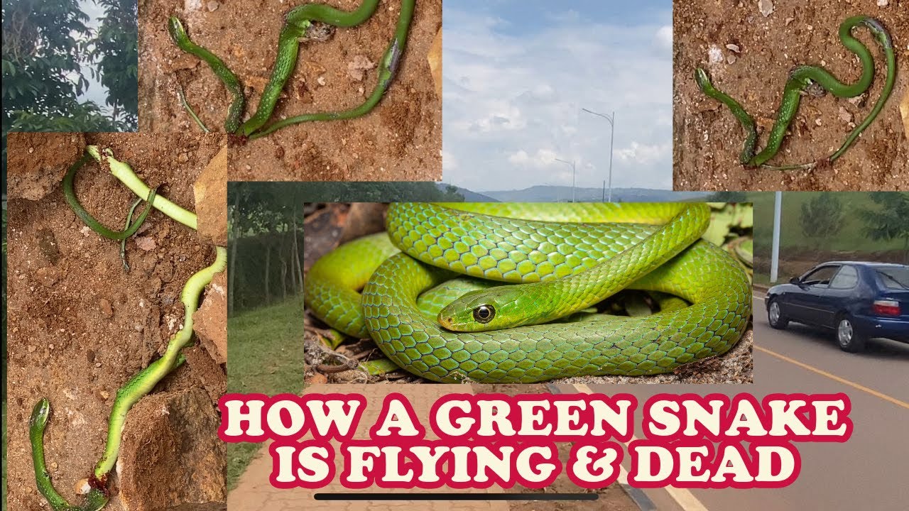 Unbelievable Flying Green Vine Snake Caught on Camera #viral#trending# ...