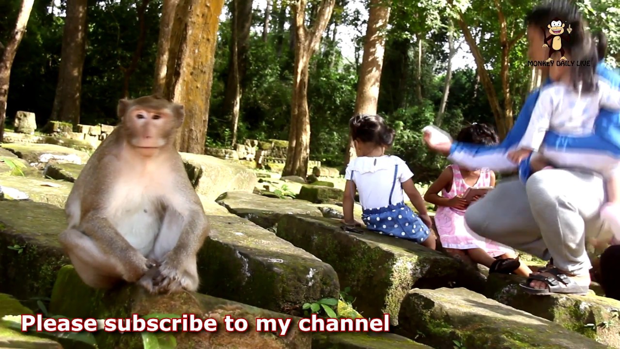 WOW!! Top Monkey video - Amazing monkey group meeting - YouTube