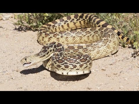 Common Bull Snake live feeding - YouTube