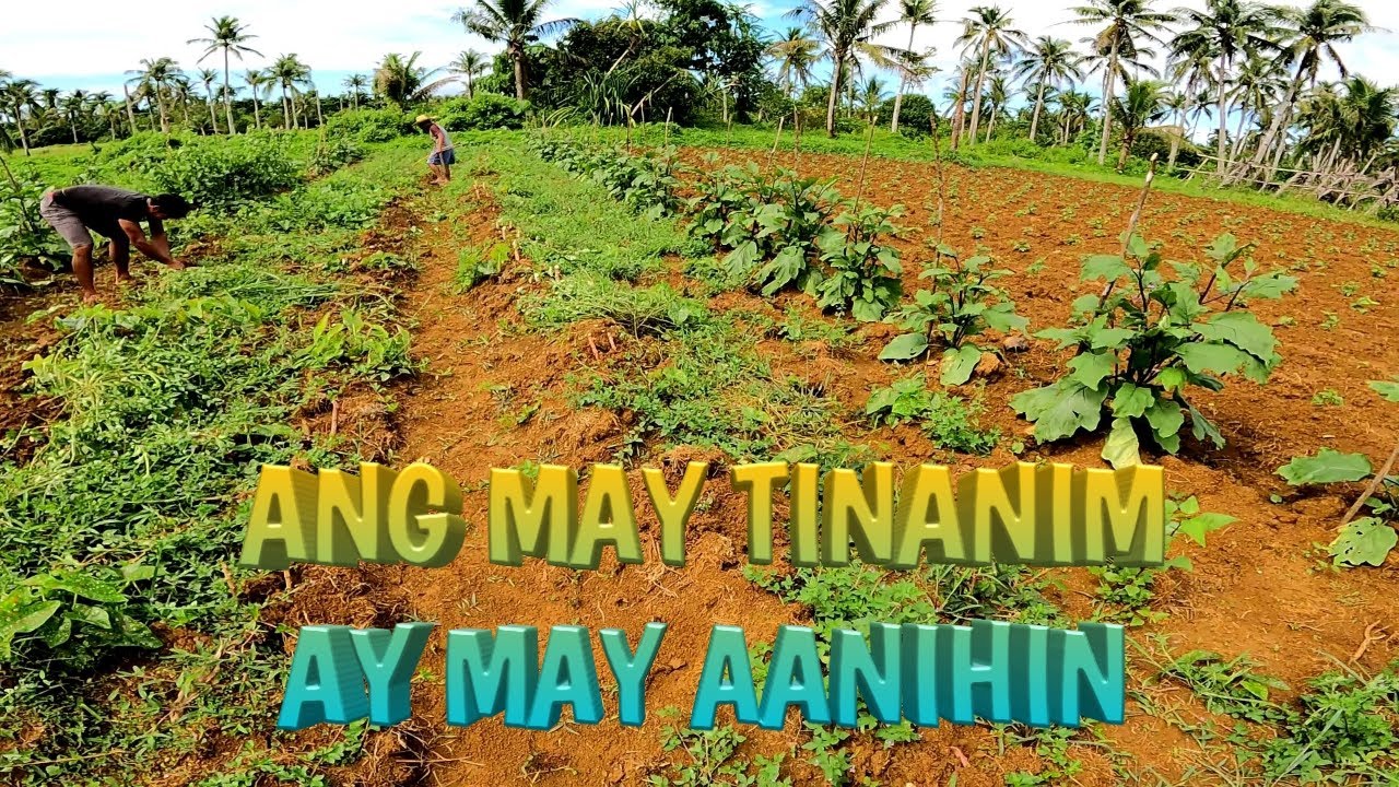 NAGTANIM KAMI NG KAMOTENG KAHOY PARA SA LECHON | TERZAGHI TV - YouTube