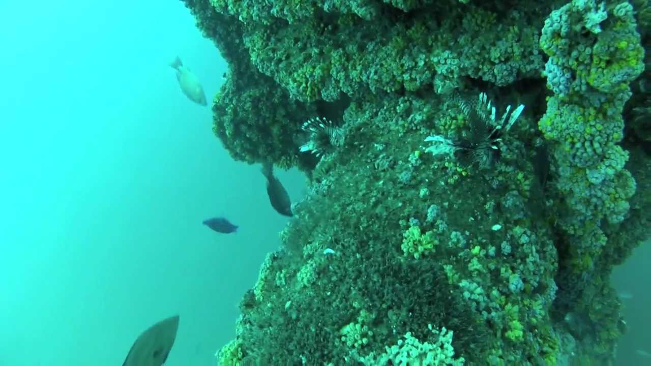Ship Shoal Lionfish - YouTube