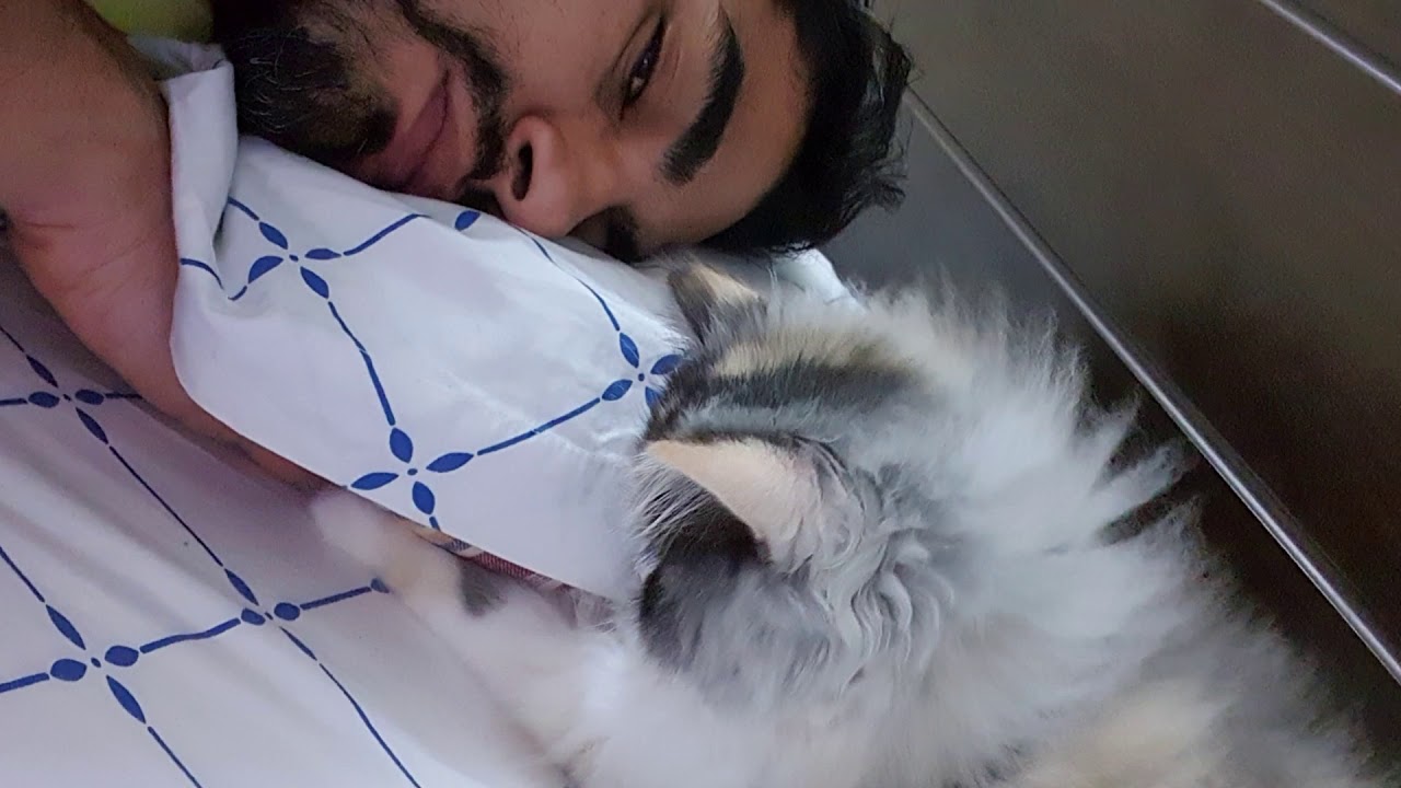 KOZY THE CAT 9 - YouTube