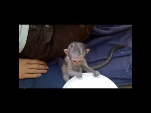 Caring for baby vervet monkeys - YouTube