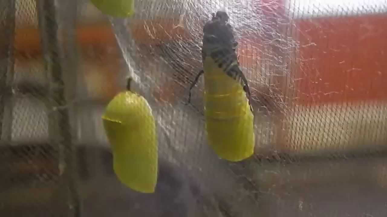 Monarch Butterfly Life Cycle: Larva to Pupa - YouTube