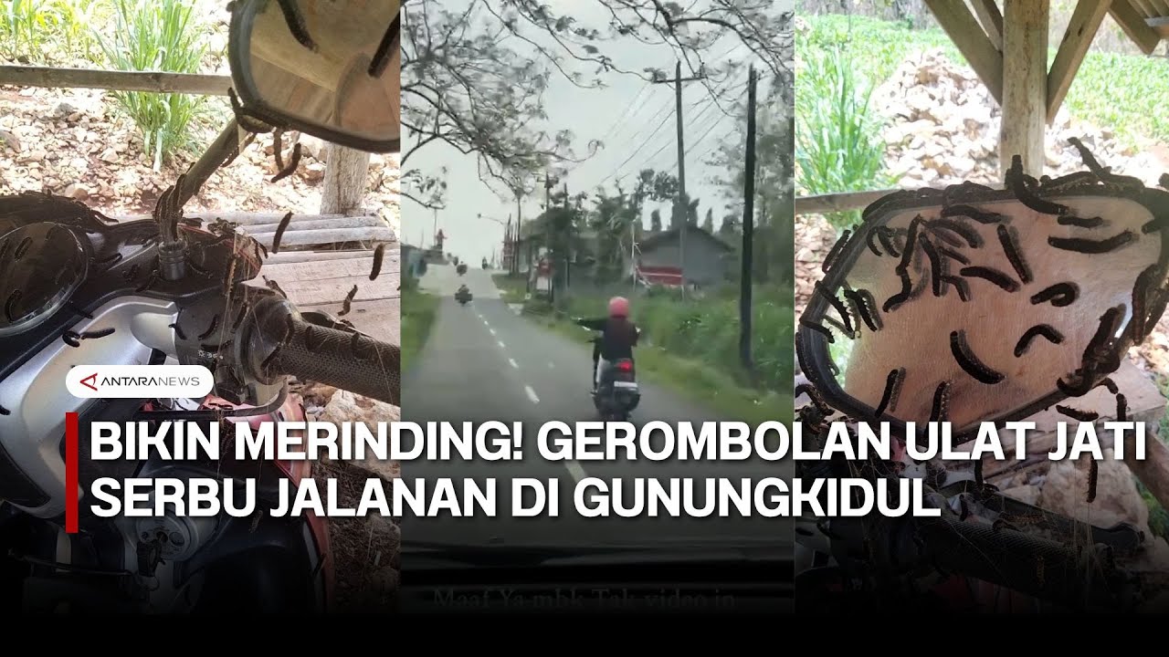 Gerombolan ulat jati serbu jalanan di Gunungkidul - YouTube