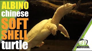 Albino Softshell Turtle