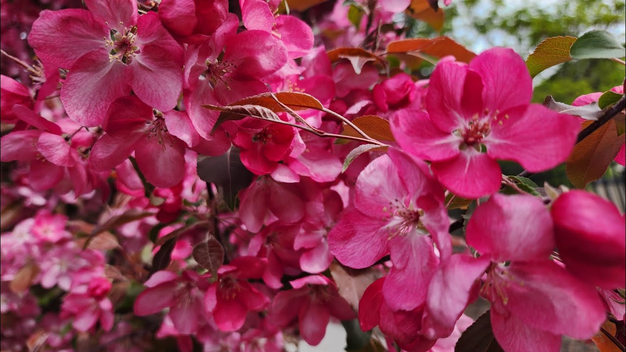 Beauty of Spring 2024 || bernee bee - YouTube