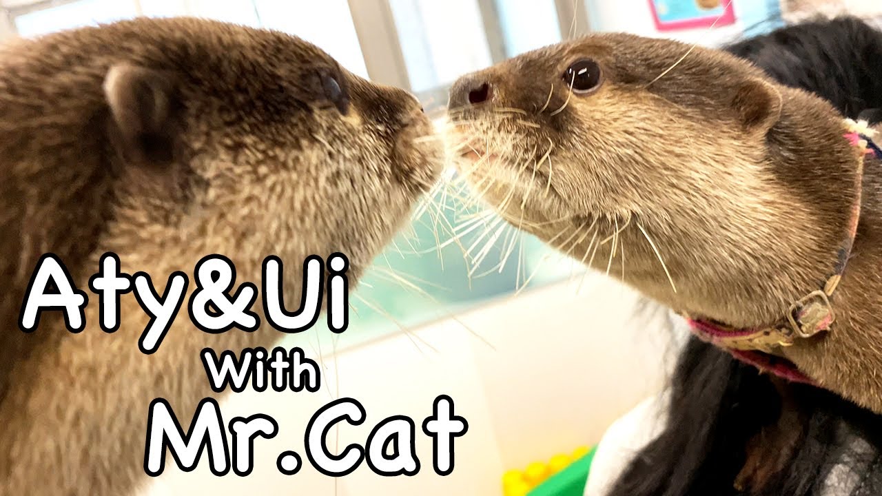 Ui, going to meet the otter group! [Otter life Day 635] - YouTube