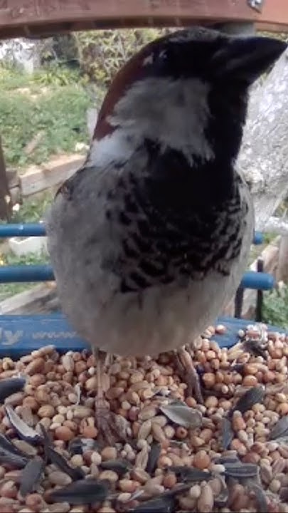 Hungry house sparrow #birds #birdcam #birdfeeder #birdslover #nature #shorts #sparrow #bird #fyp ...