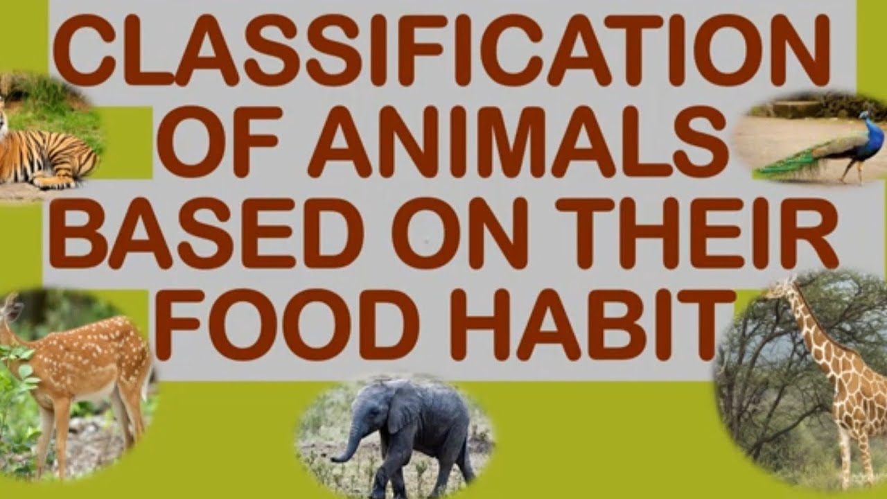 EATING HABITS OF ANIMALS - YouTube