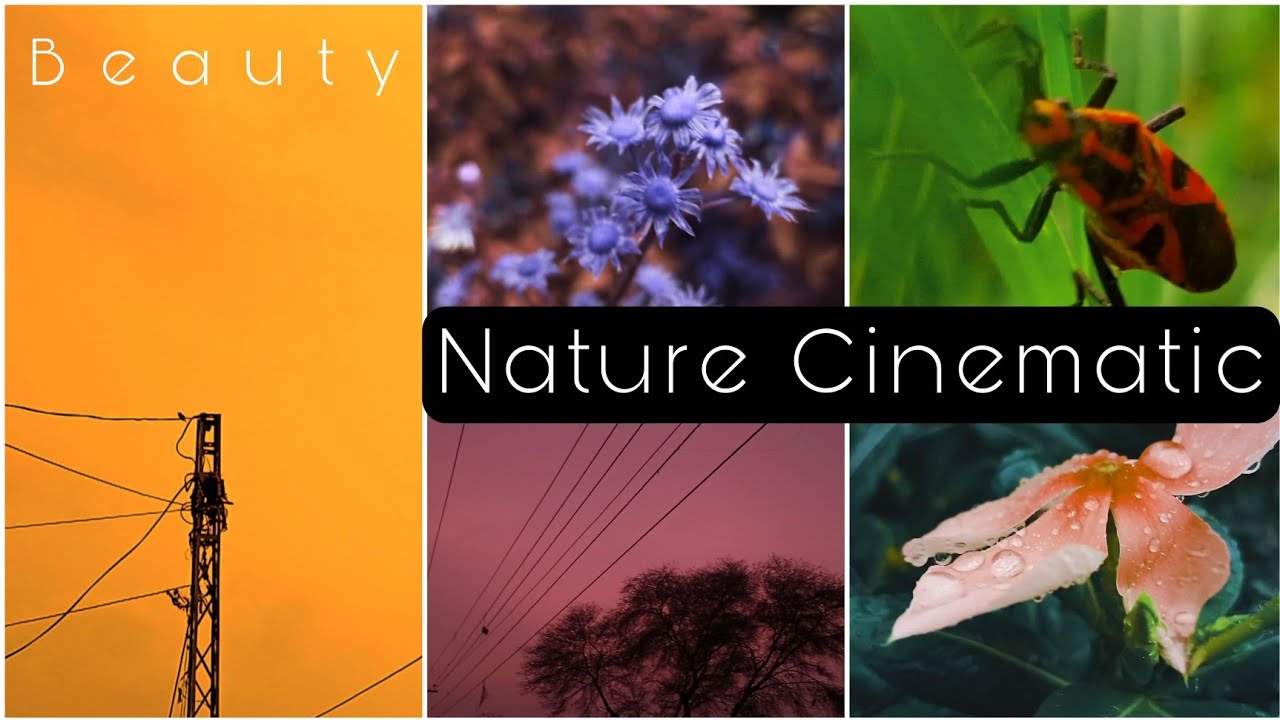 Into The Nature Amazing Cinematic Video|short Film|Nature Cinematic ...