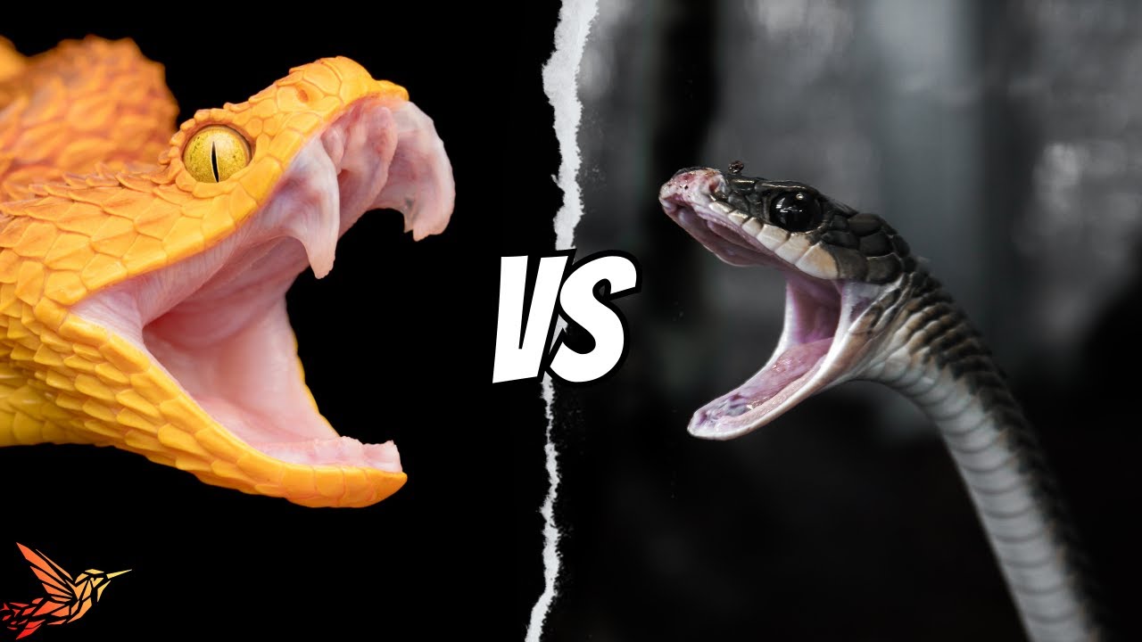 Adult Snake vs Baby Snake | Which One is MORE DANGEROUS? - YouTube