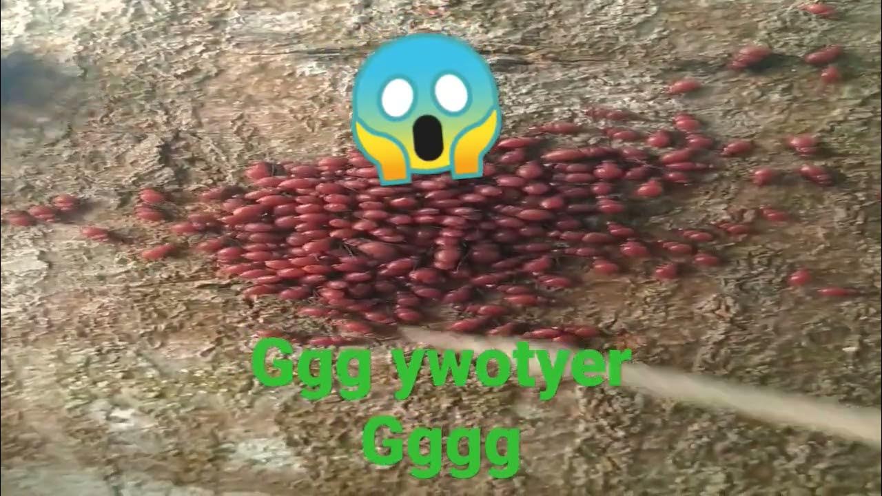 Ggg ywotyer Gggg 😱#GggywotyerGggg #shorts - YouTube