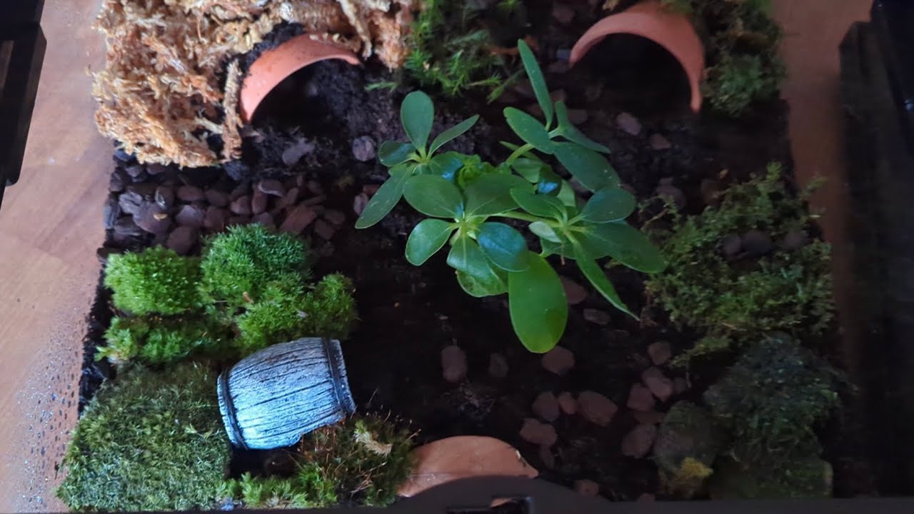 Temporary setup for Asian forest scorpions - YouTube