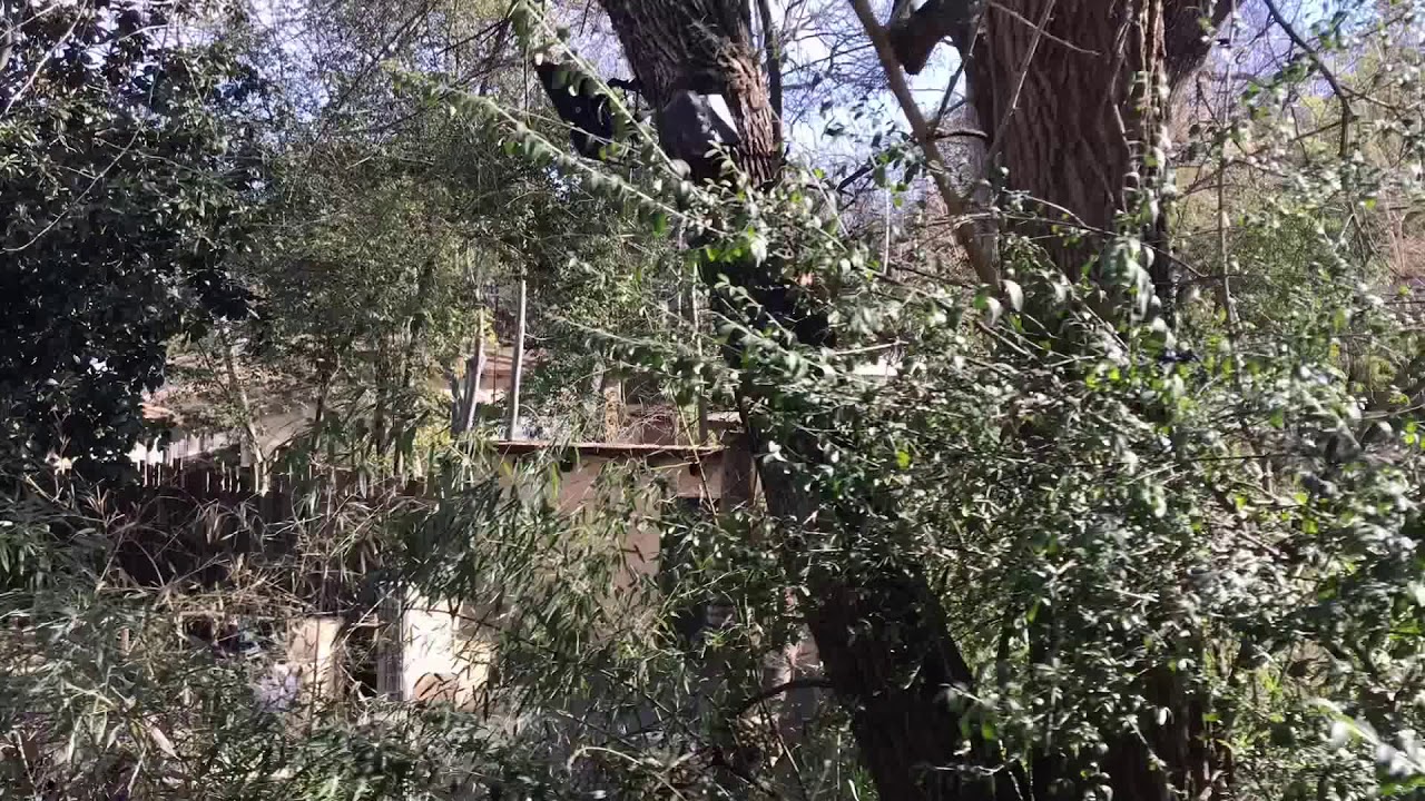 Train ride Dallas Zoo Timelapse - YouTube