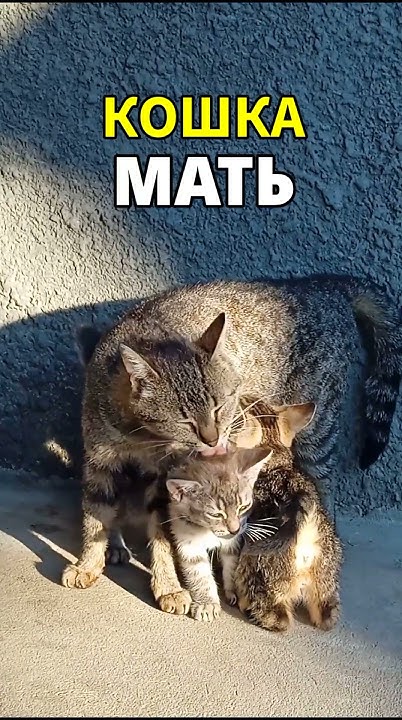 кошка мать 😻 Youtube