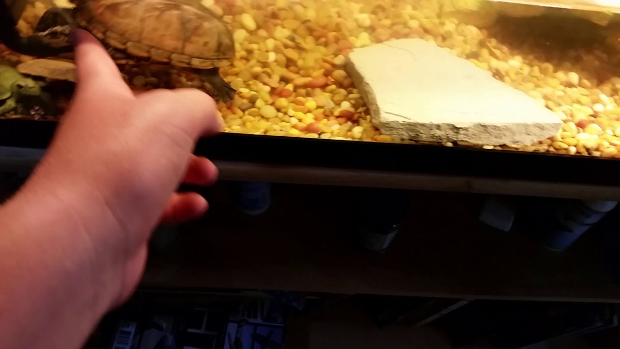 Meh Turtle - YouTube