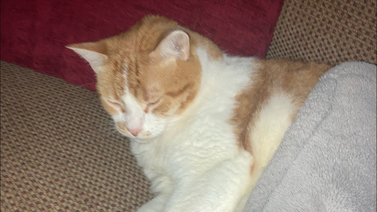 Cheesecake the cat (S1 E1: Stylus) Read description for more info ...