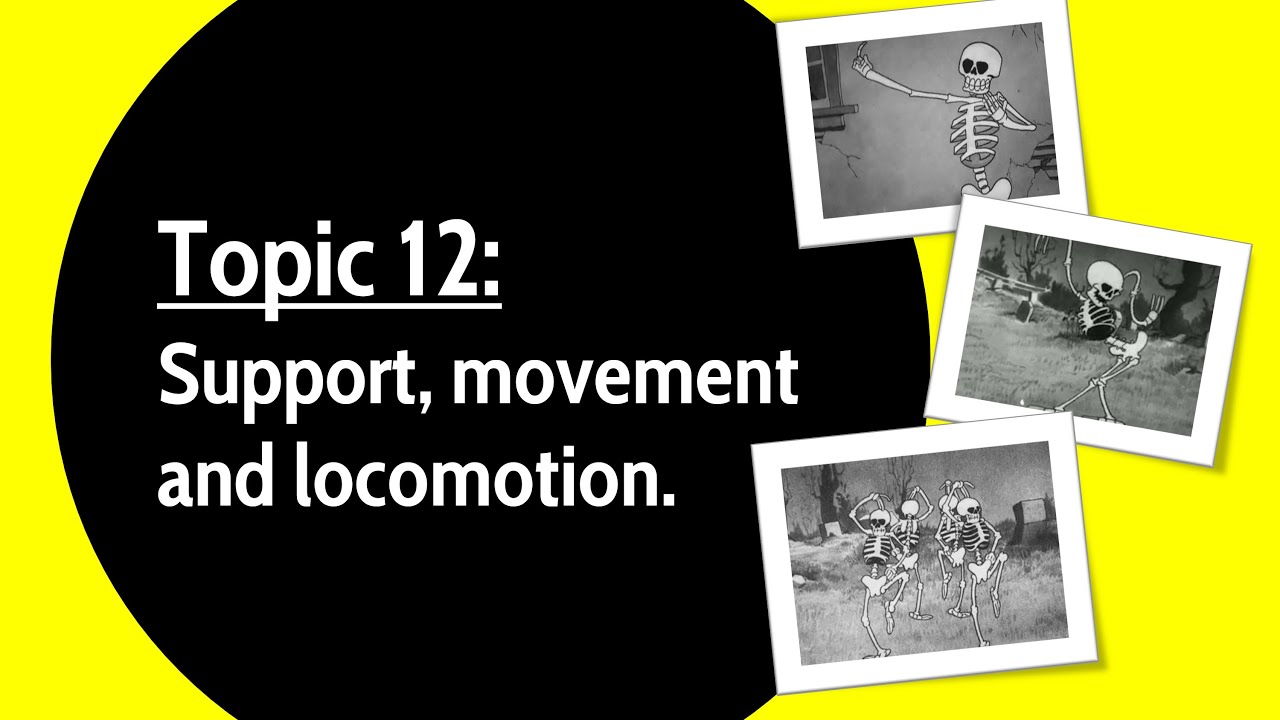 Topic 12 - Support Movement and Locomotion - YouTube