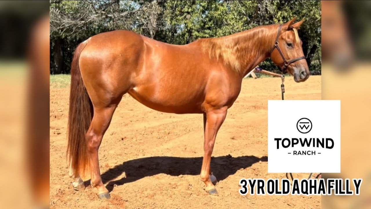 We call her “Fancy” - 2021 AQHA Filly by CD With A Bug - Ready to start ...