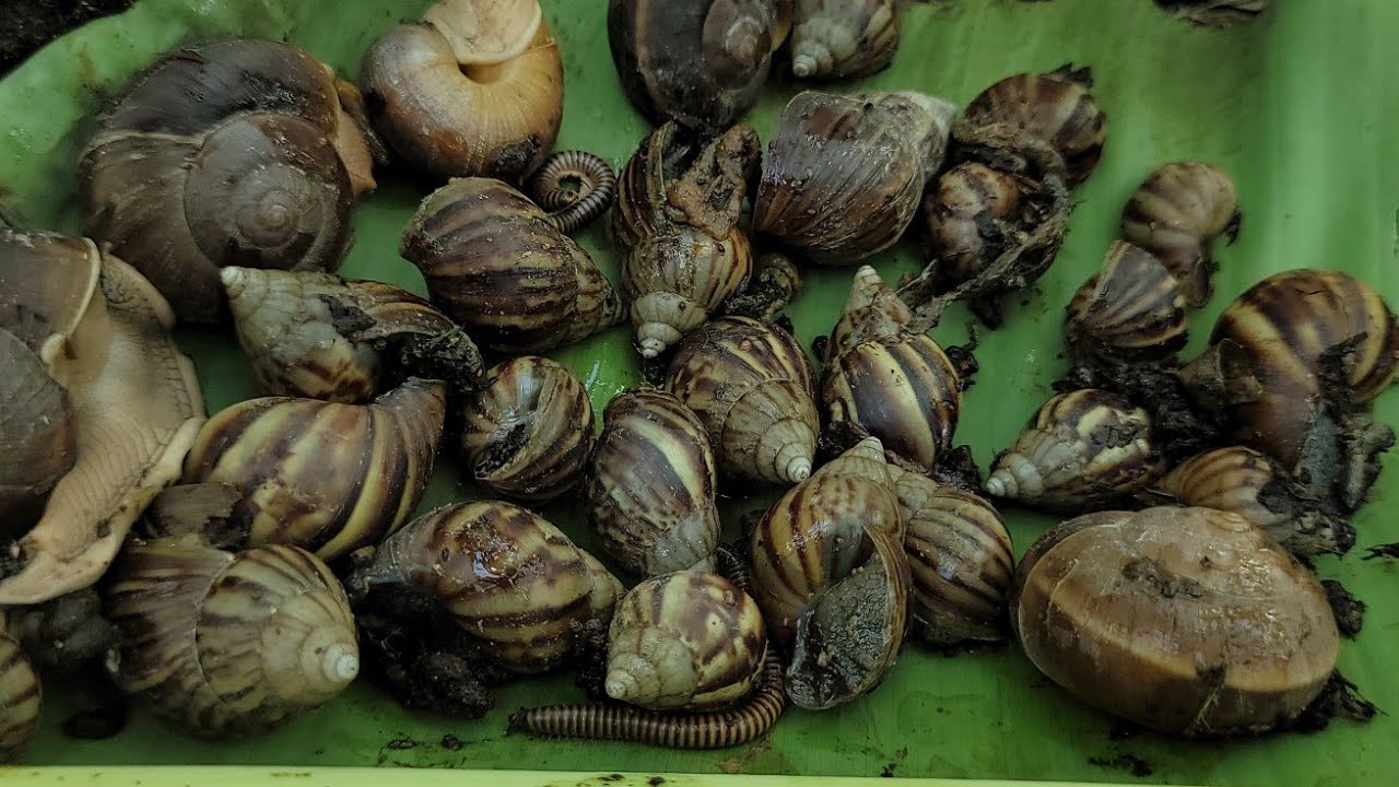 Amazing Explore Snails In A Banana Orchard Then Found Many African ...