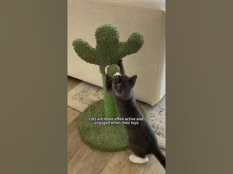 Ways to give Catnip to your cat 🐱 (PART 2) - YouTube