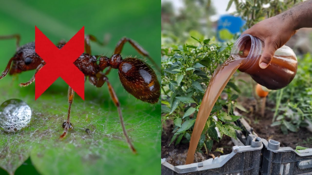 I Remove All My Garden Ants By Using 2 Ingredients|Most Powerful Weapon ...