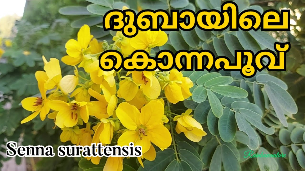 Senna surattensis plant./Senna Makki, Golden senna.#senna, #plants,# ...